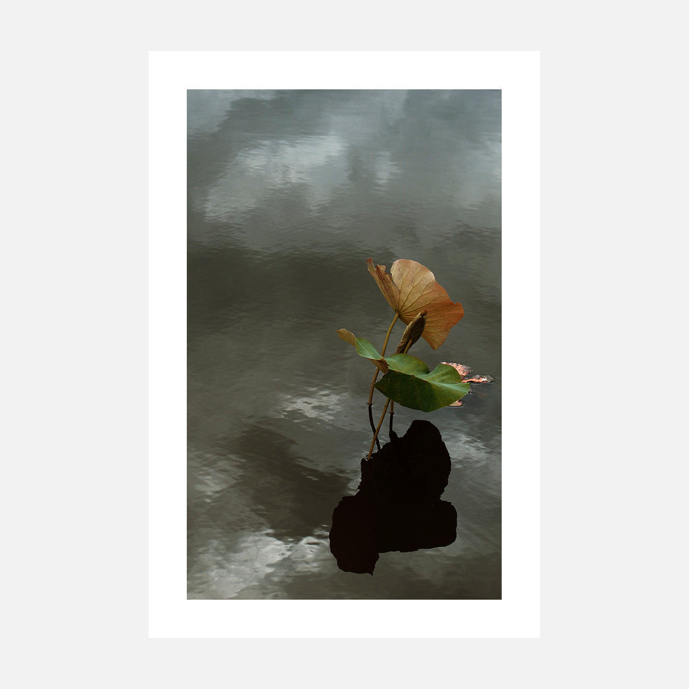 Le vent de Zoé Pignolet - Photographie botanique