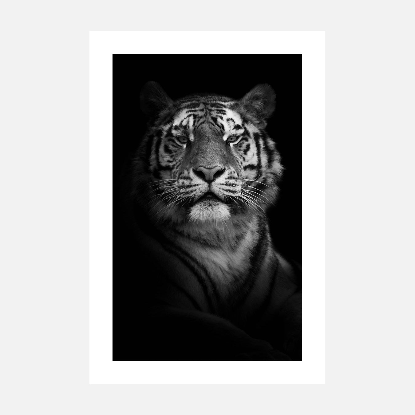 Pose portrait du tigre de Guillaume Mordacq - Photographie d'animaux